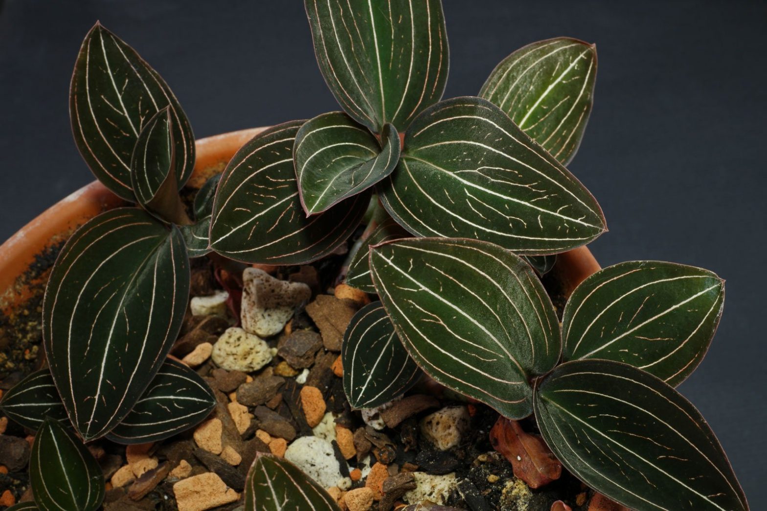 Juwelorchidee (Ludisia discolor) Pflege