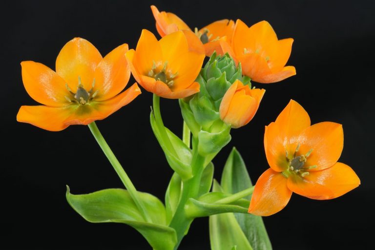 Orangefarbener Milchstern Milchstern Orange Pflege