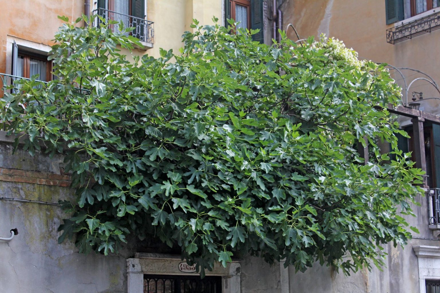 Benjamini, Birkenfeige, Gummibaum (Ficus benjamina)