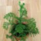 Zimmertanne (Araucaria heterophylla) Pflege