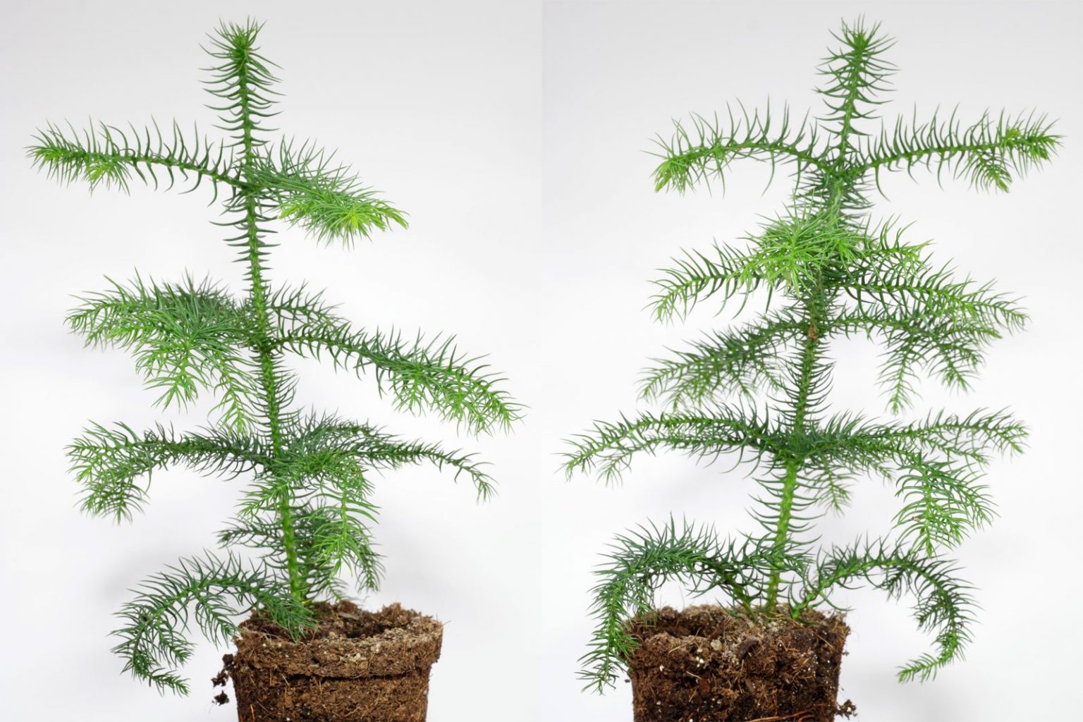 Zimmertanne (Araucaria heterophylla) Pflege
