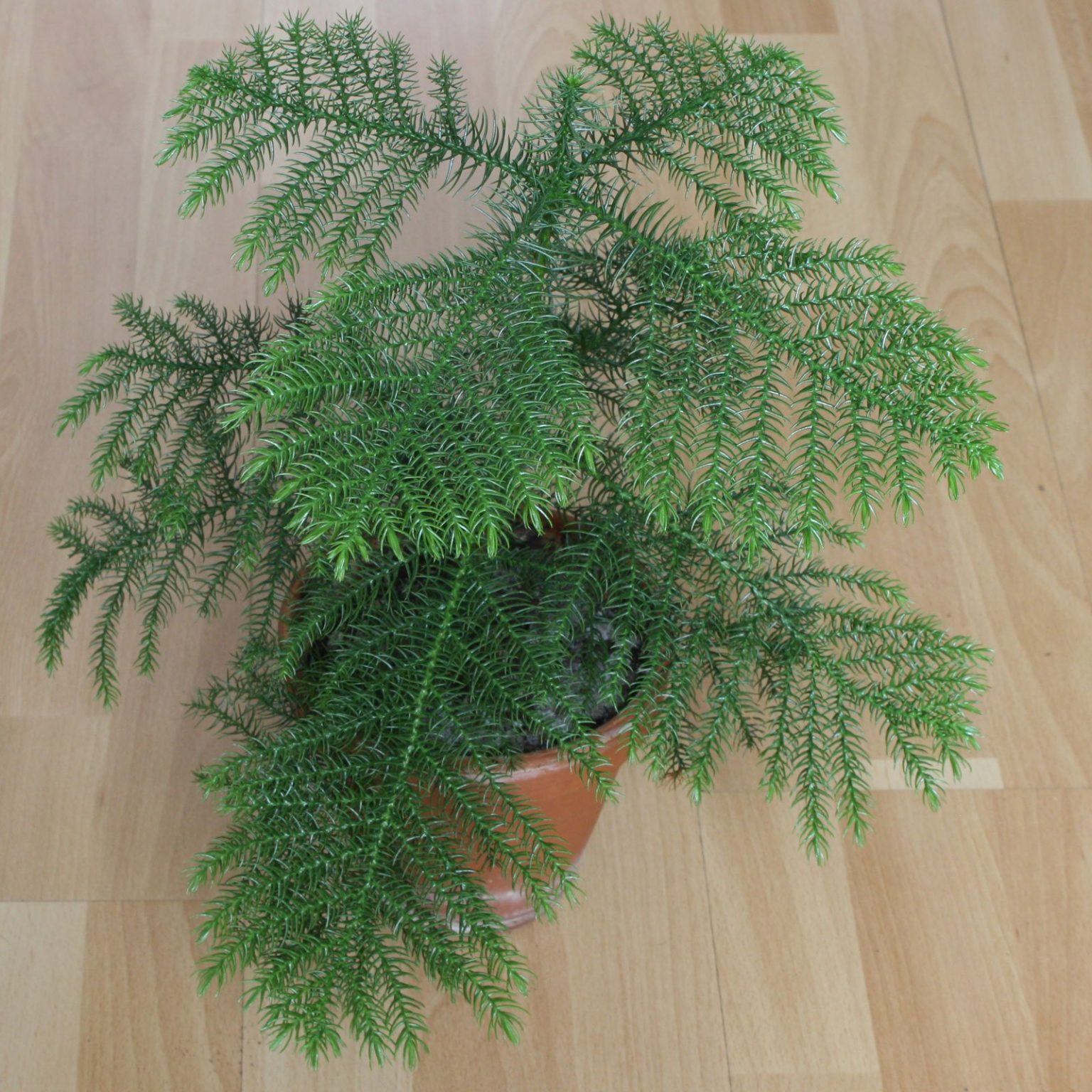 Zimmertanne (Araucaria heterophylla) Pflege