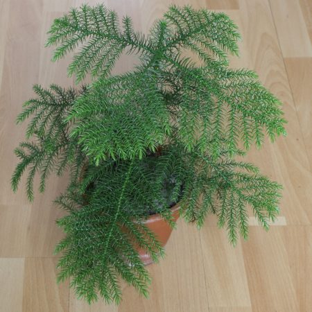 Zimmertanne (Araucaria heterophylla) Pflege