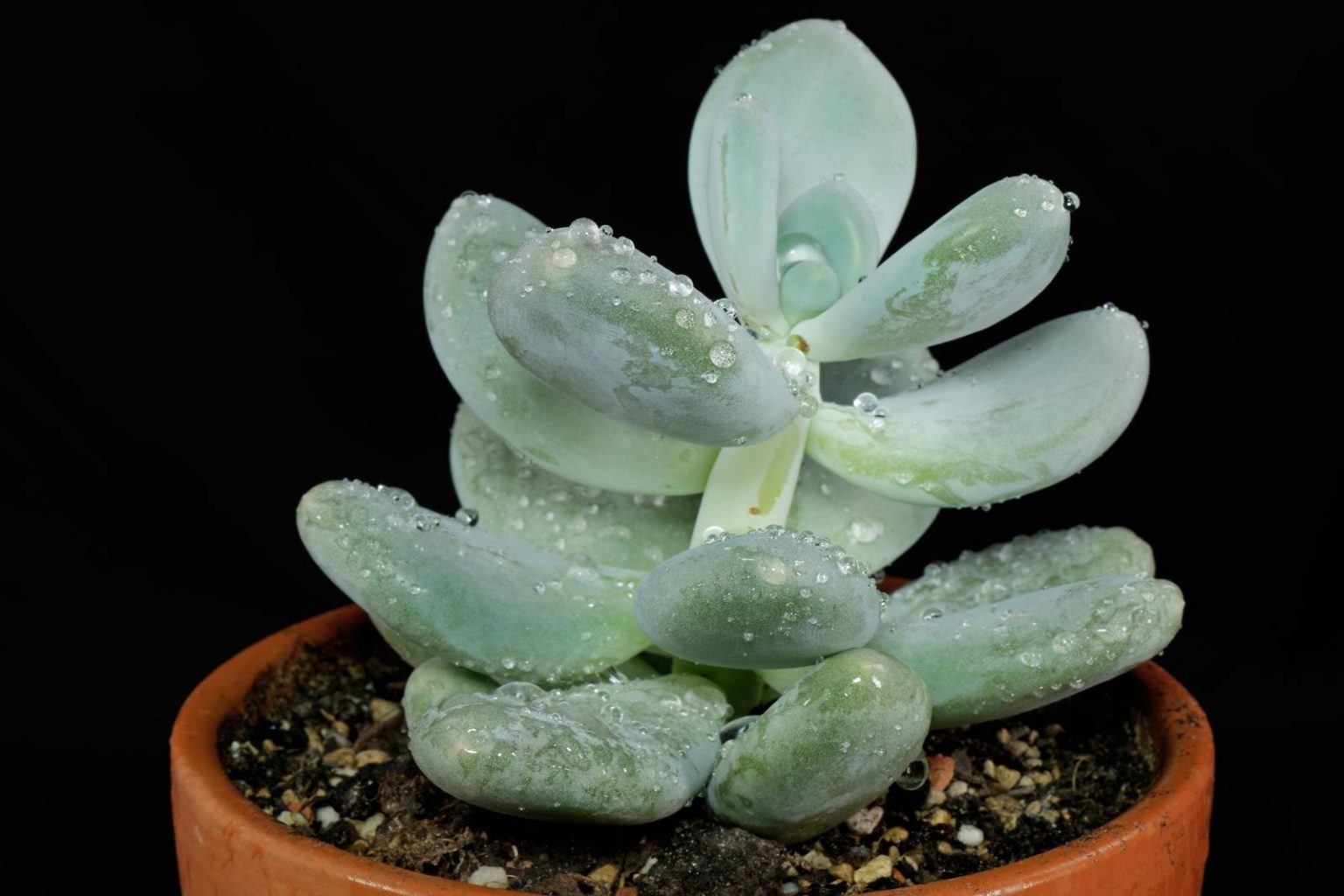 Pachyphytum Oviferum Pflege