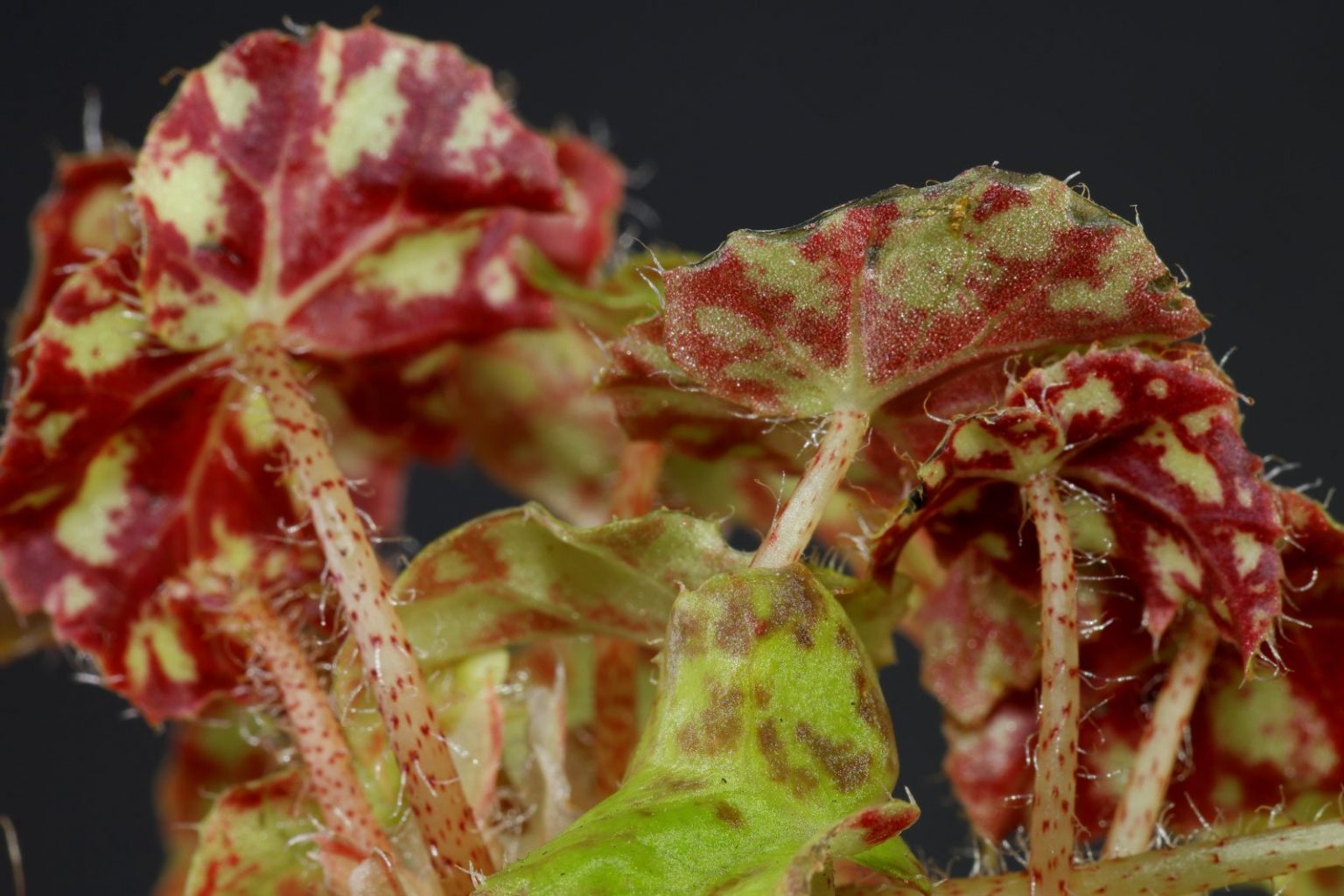 Wimpern-Begonie (Begonia bowerae) Pflege