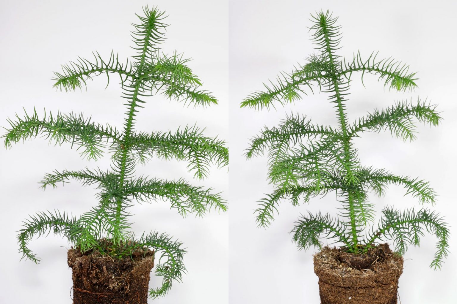 Zimmertanne (Araucaria heterophylla) Pflege
