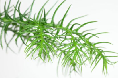 Zimmertanne (Araucaria heterophylla) Pflege