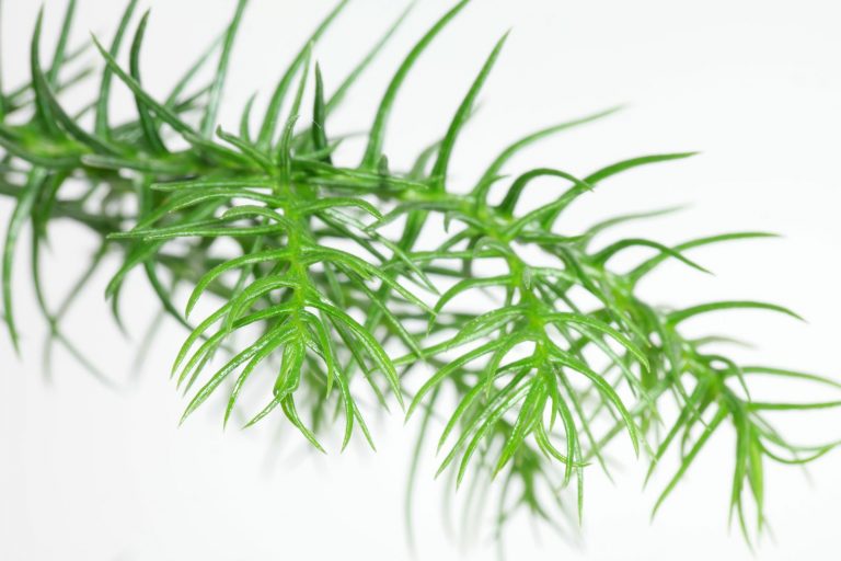Zimmertanne (Araucaria heterophylla) Pflege