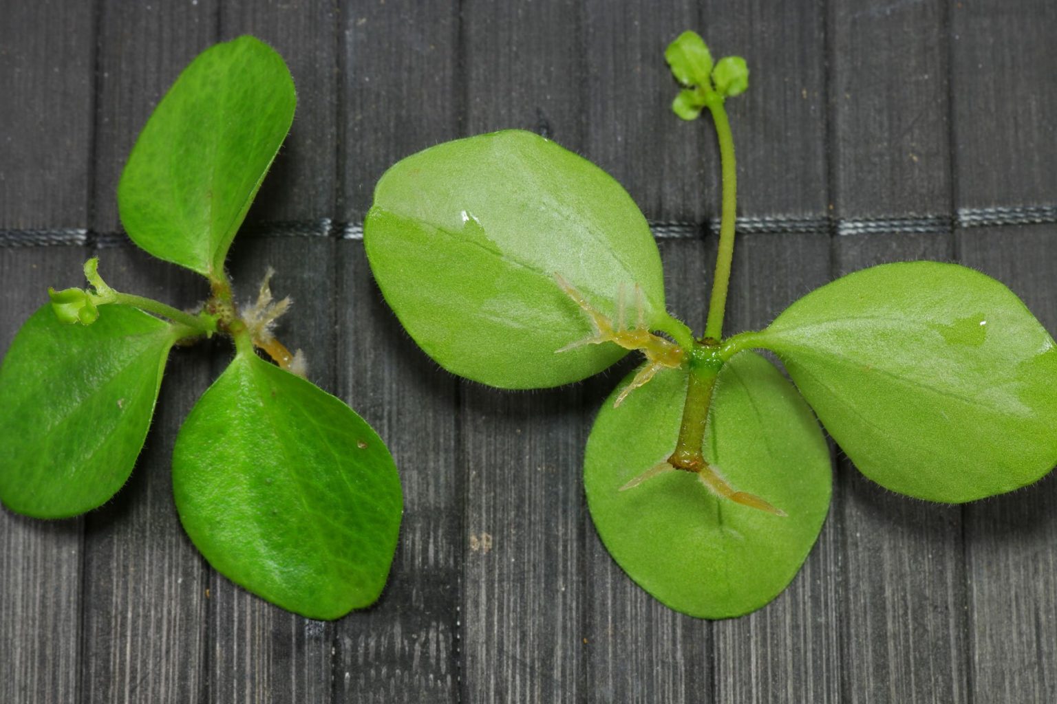 Peperomia Rotundifolia Vermehren