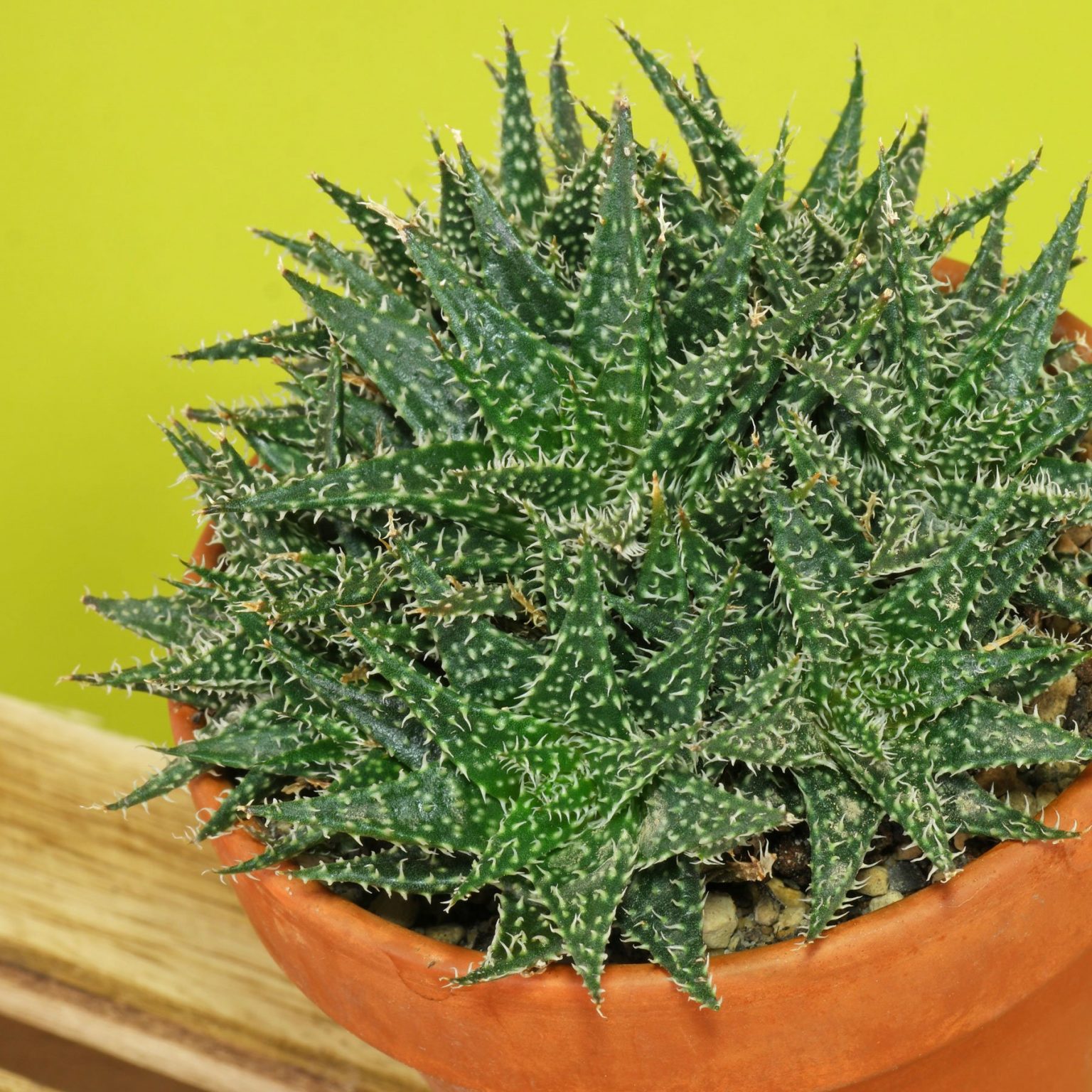 Aloe haworthioides, Aloe "Pepe" Pflege