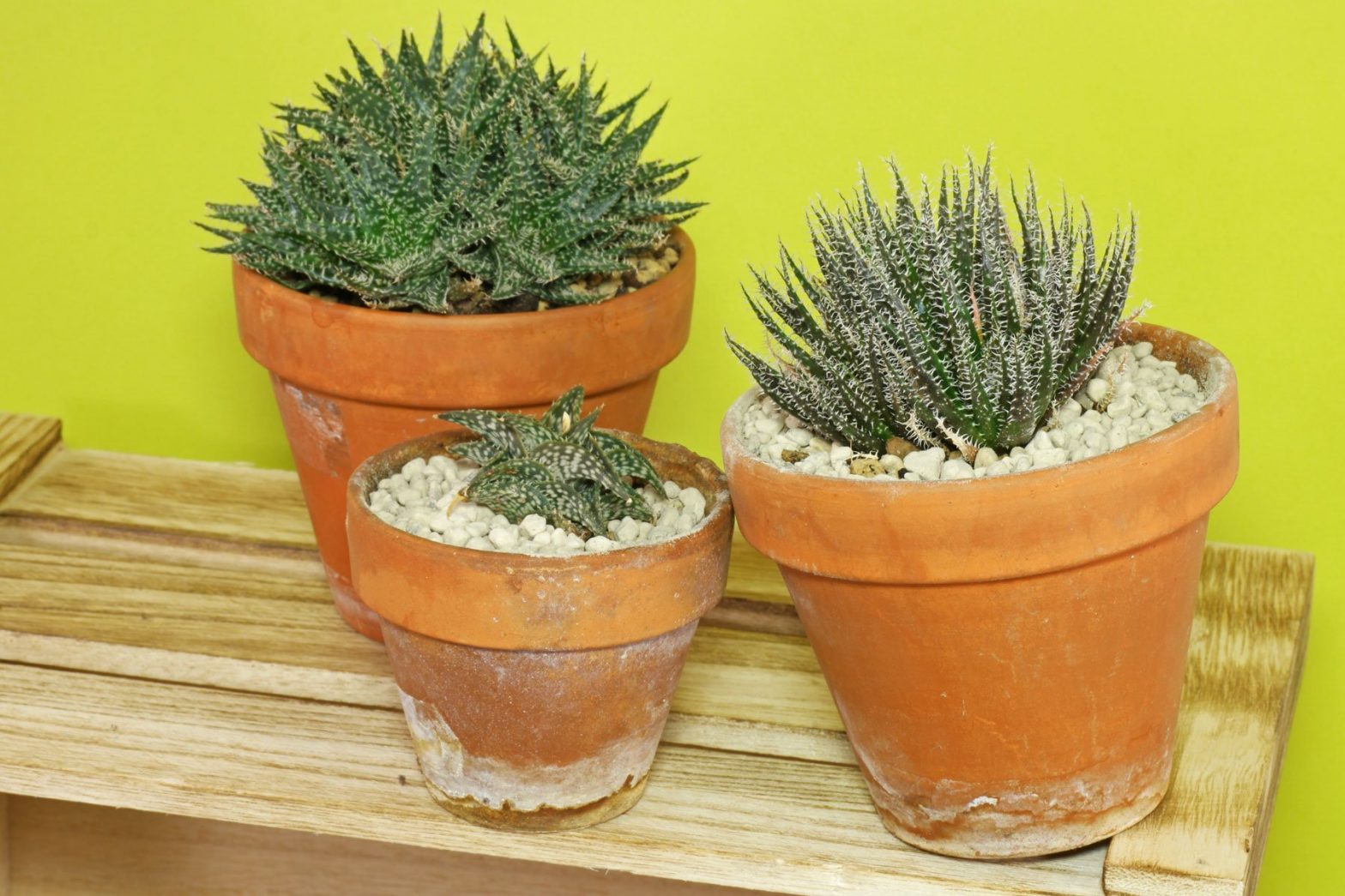 Aloe haworthioides, Aloe "Pepe" Pflege