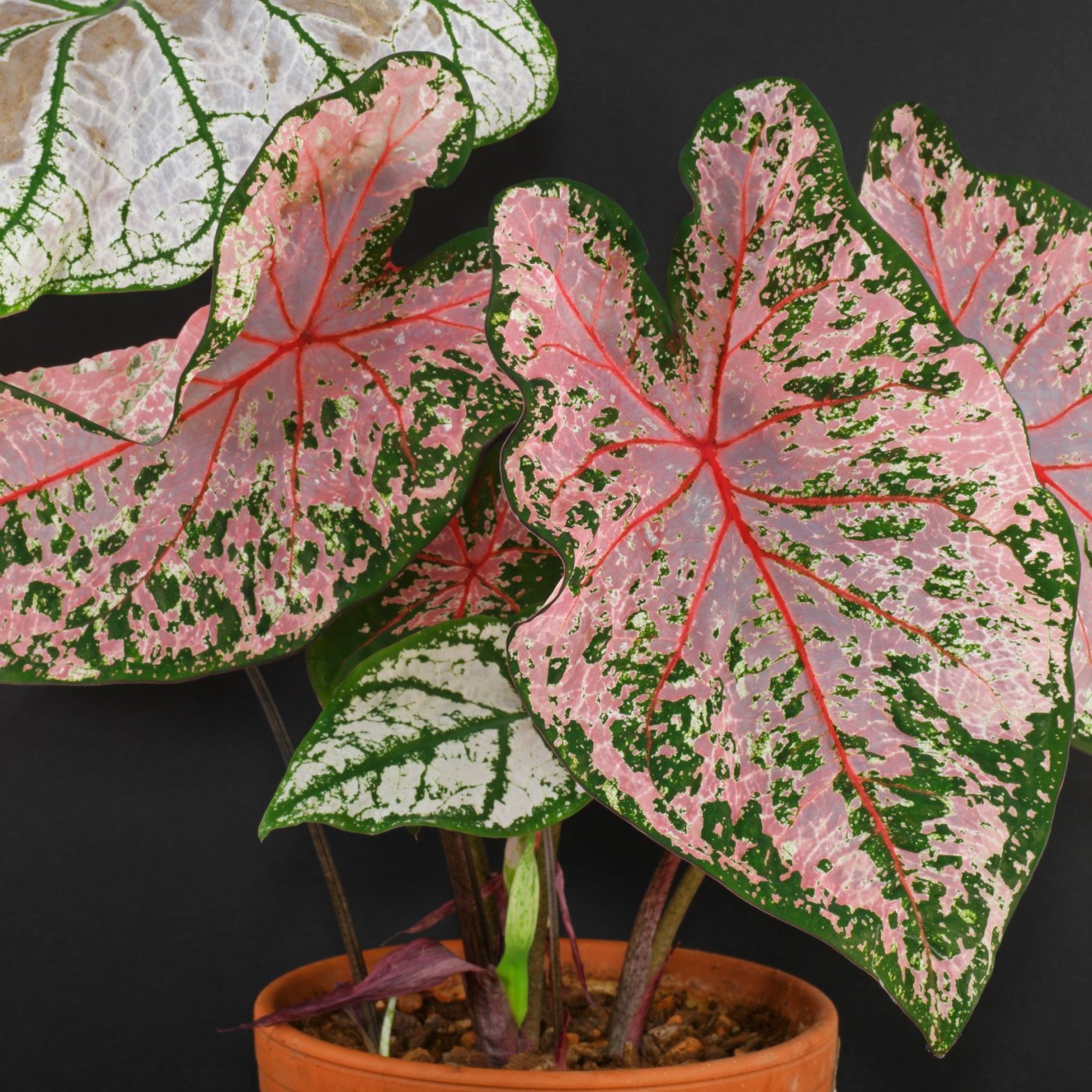 Kaladie, Buntwurz (Caladium bicolor) Pflege, Pflanzanleitung