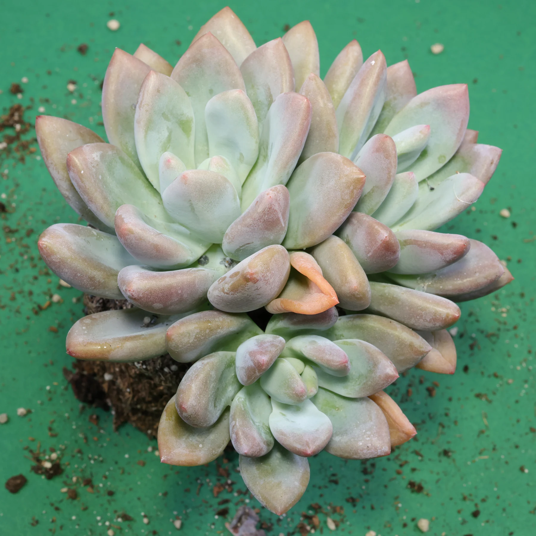 Echeveria colorata und × Graptoveria "Opalina"
